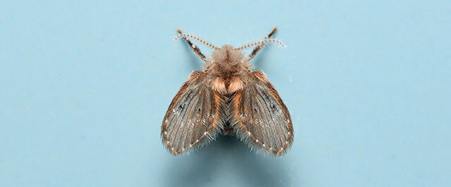 What Are Drain Flies - Drain Fly Identification