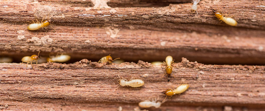 What Do Drywood Termites Look Like - Drywood Termite Identification