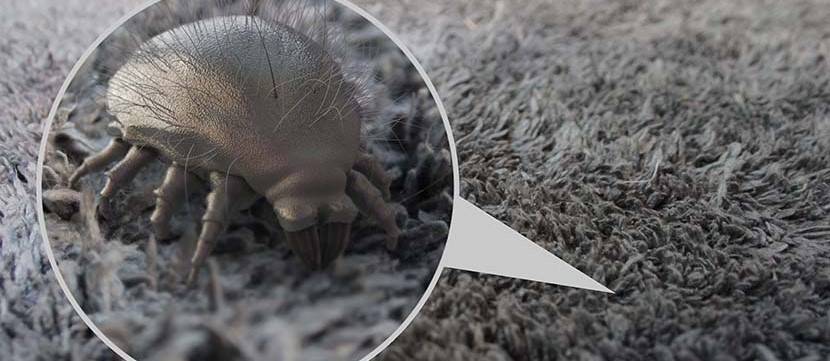 Dust Mites Control, Getting Rid of Dust Mites, Dust Mite Control