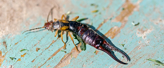 Earwig Identification & Biology