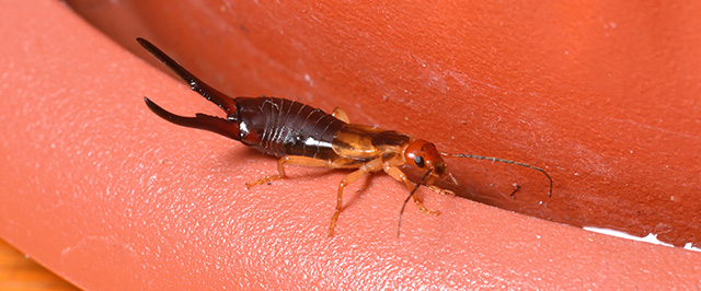 How to Find Earwig Hiding Places