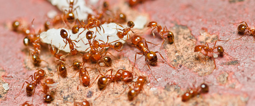 What Do Fire Ants Look Like | Fire Ant Identification Guide