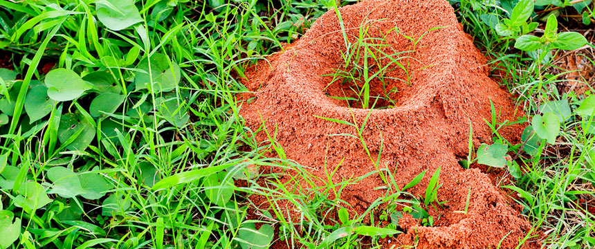 Fire Ant Inspection Guide | Where Do Fire Ants Live in You Yard?