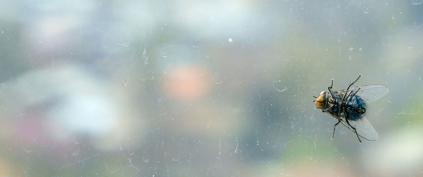 Where Do Flies Come From & Live - Fly Inspection Guide