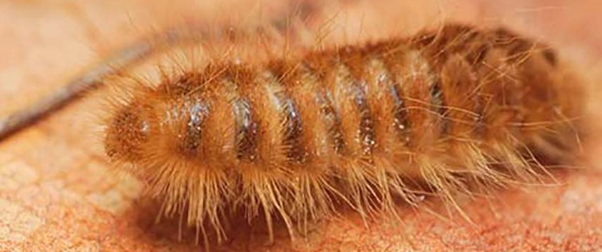 Carpet Beetle Inspection Guide | Where to Find Carpet Beetles