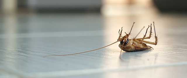 German Cockroach Identification & Biology