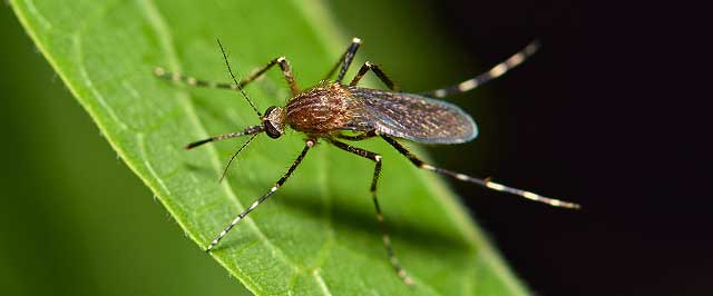 How to Get Rid of Giant Gallinipper Mosquitoes - Control - Large / Huge ...