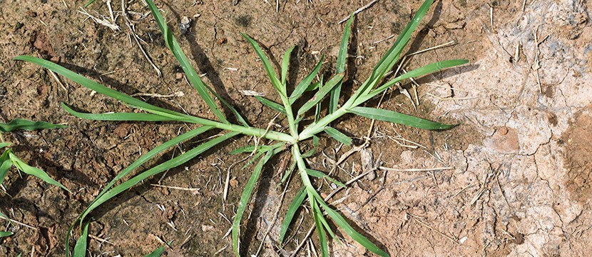 The Goosegrass Identification Guide