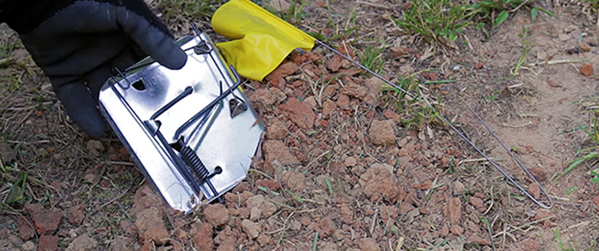 How To Get Rid of Gophers | Gopher Control & Yard Treatment