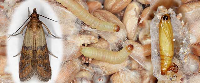 Grain Moths Identification and Biology