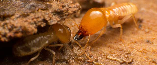 Ground Termites Identification & Biology
