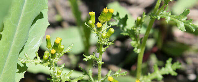 How to Find Groundsel in Your Yard - Groundsel Identification - DoMyOwn.com