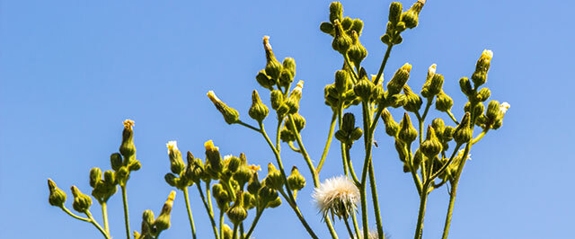 How to Prevent Groundsel - Groundsel Weed Prevention - DoMyOwn.com