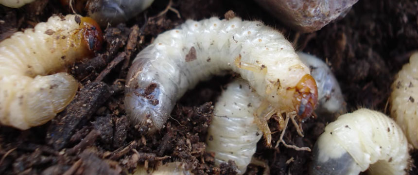 What Do Grubs Look Like? | Grub Identification Guide