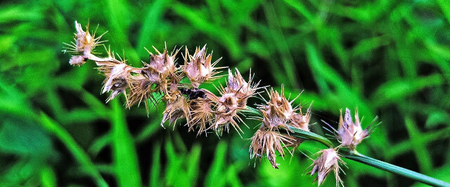 Sandspur Weed Treatment Guide