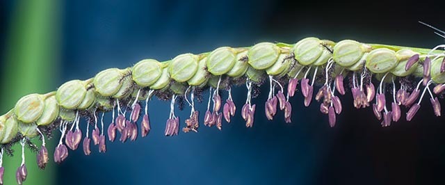 Dallisgrass Treatment Guide