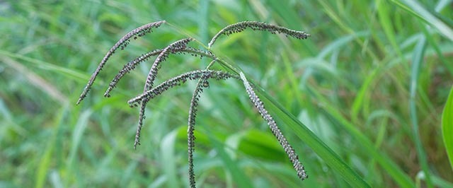 Dallisgrass Prevention Guide