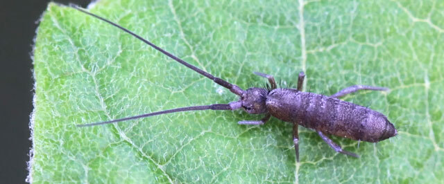 How to Identify Springtails - What Do Springtail Pests Look Like ...