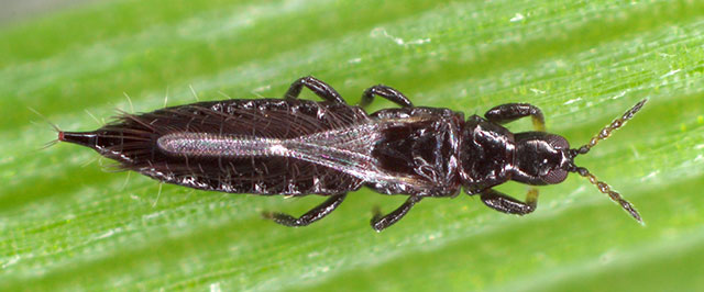 Thrips Identification Guide