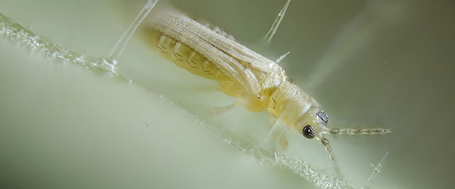Thrips Treatment Guide