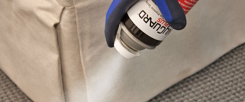 How to Get Rid of Carpet Beetles | Carpet Beetle Treatment Guide