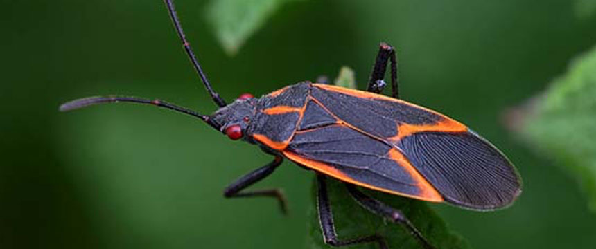 What do Boxelder Bugs Look Like? | Boxelder Bug Identification Guide