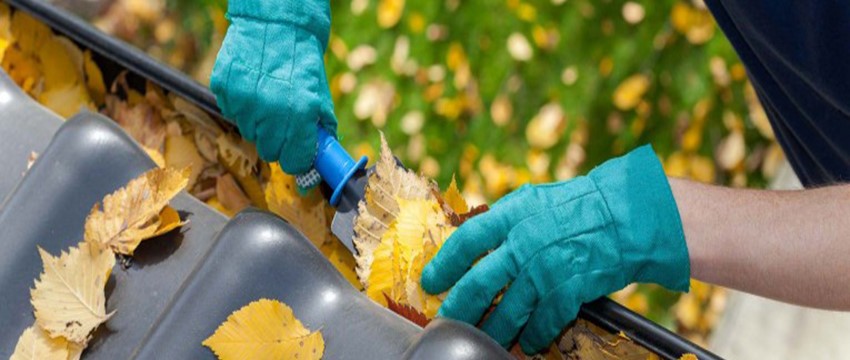 Fall Pest Control Tips - October, November, December