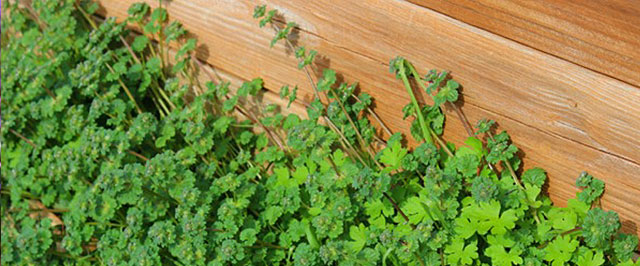 Henbit Prevention Guide