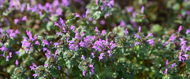 Henbit Treatment Guide