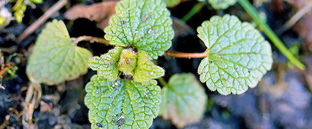 Henbit Identification Guide