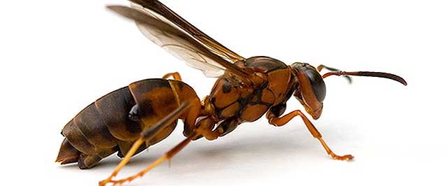 Hornets Identification & Biology