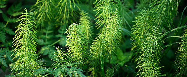 Horsetail Weed Treatment Guide