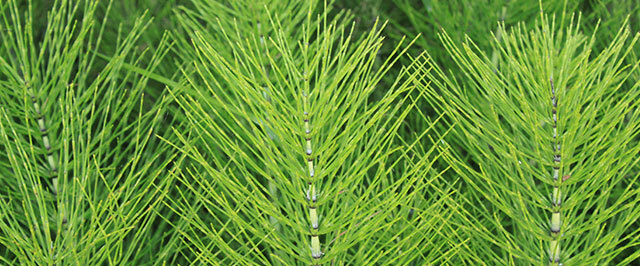 Horsetail Weed Identification Guide