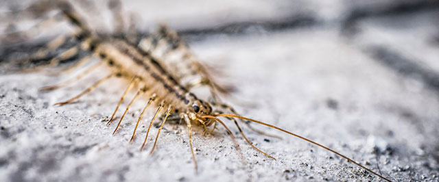 How to Get Rid of Centipedes - House Centipede Treatment - DoMyOwn.com