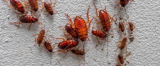 Insect Growth Regulator IGRs