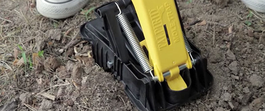 How to Get Rid of Moles Fast | Mole Treatment & Control