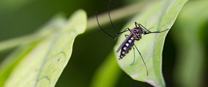Mosquito Identification, Life Cycle & Anatomy - Types of Mosquitoes