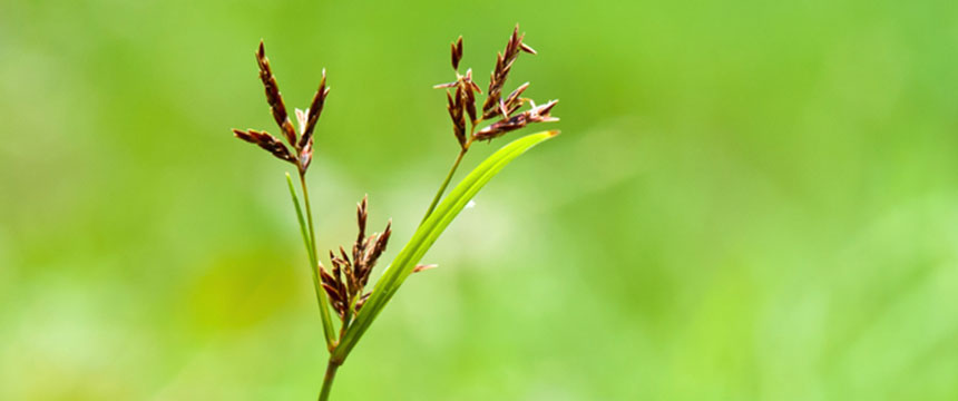 What Does Nutsedge Look like | Nutsedge Weed Identification Guide