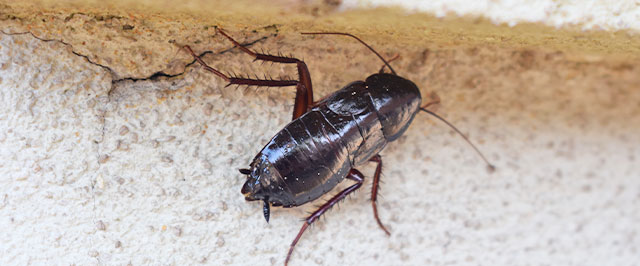 Oriental Cockroach Identification and Biology
