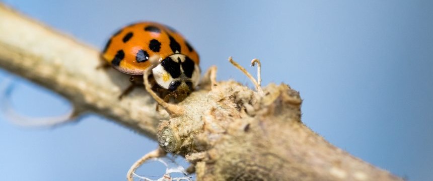 What Are Overwintering Pests