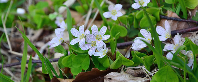 Oxalis Inspection Guide