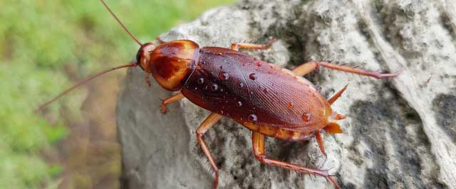 How To Get Rid of Palmetto Bugs | American Cockroach