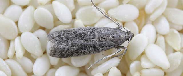 Pantry Pest FAQ, What are Pantry Pests?