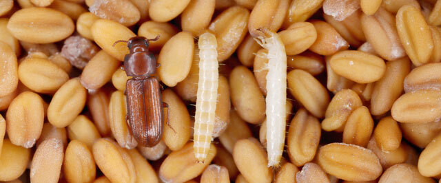 Pantry Pest Identification Guide - What Do Pantry Pests Look Like