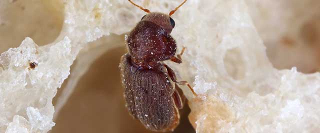 How To Get Rid of Pantry Pests