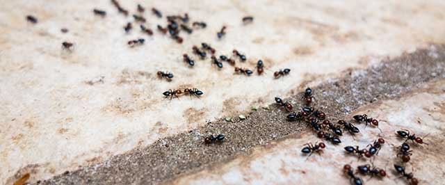 Pavement Ant Identification and Biology