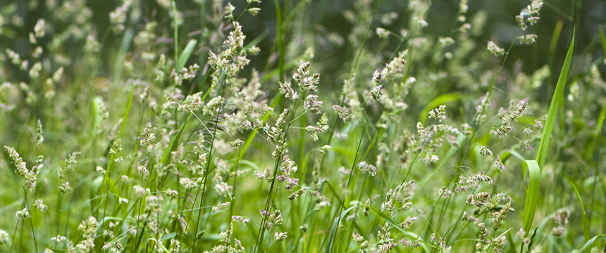 Poa Annua (Annual Bluegrass) Grass Weed Inspection Guide