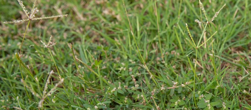 The Post-Emergent Herbicide Buyer's Guide