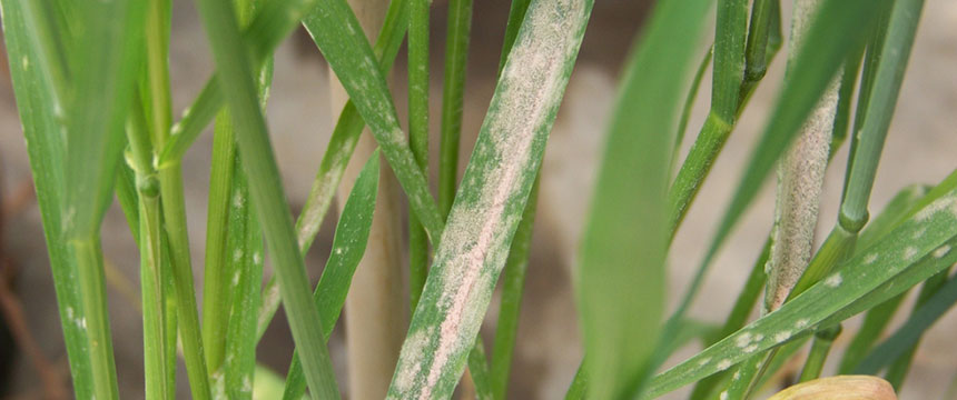 What Does Powdery Mildew Look Like | Powdery Mildew Identification Guide