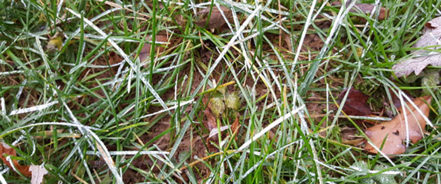 Powdery Mildew Disease Lawn Inspection Guide